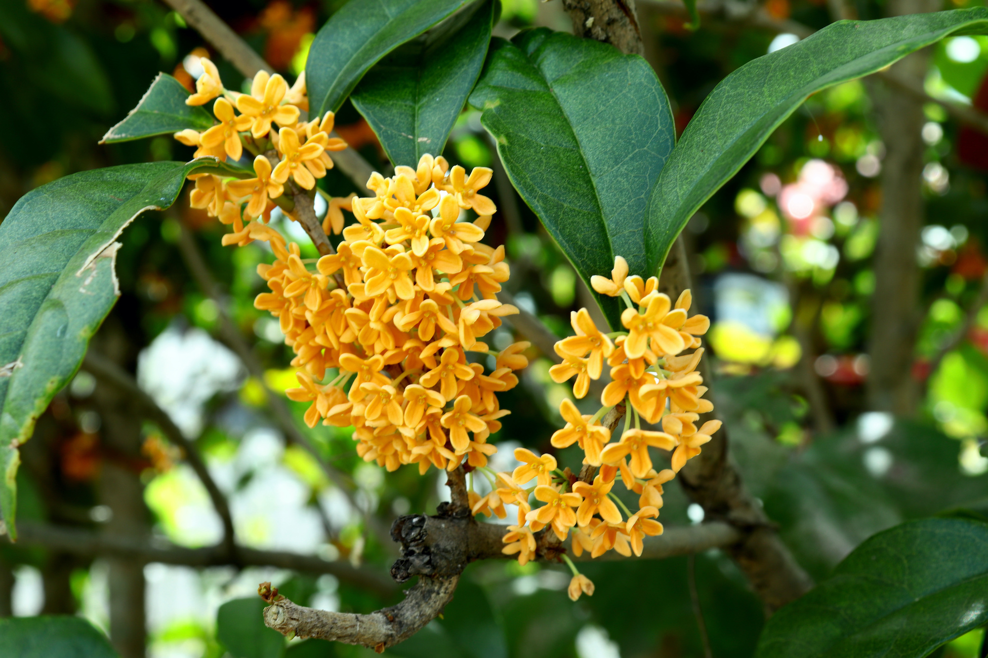 【ガーデニングで人気の植木シリーズ】キンモクセイってなに！？ | 株式会社お庭のパートナー